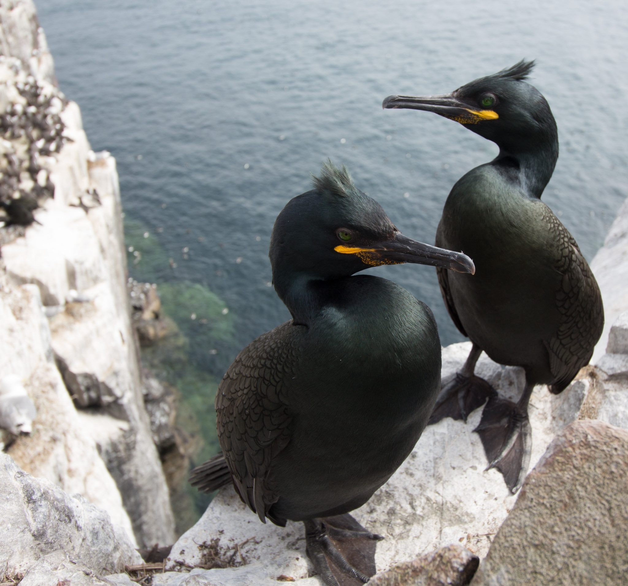 What Birds Dive For Fish? Discover Aquatic Avian Wonders!
