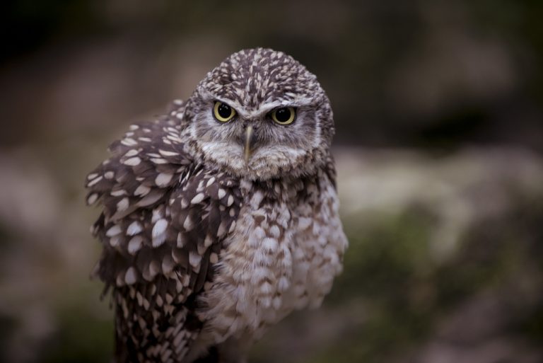 Explore Interesting Burrowing Owl Facts: Hidden Wonders!