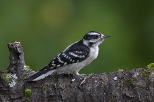 29 Most Common Birds in Virginia: The Ultimate Guide!