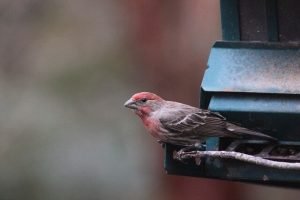 29 Most Common Birds in Virginia: The Ultimate Guide!