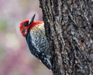 26 Most Common Birds in Washington State: Expert Guide!