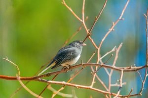 29 Most Common Birds in Virginia: The Ultimate Guide!