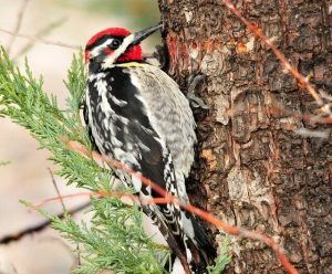 29 Most Common Birds in Virginia: The Ultimate Guide!