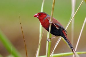 21 Stunning Birds with Red Heads: A Colorful Gallery!