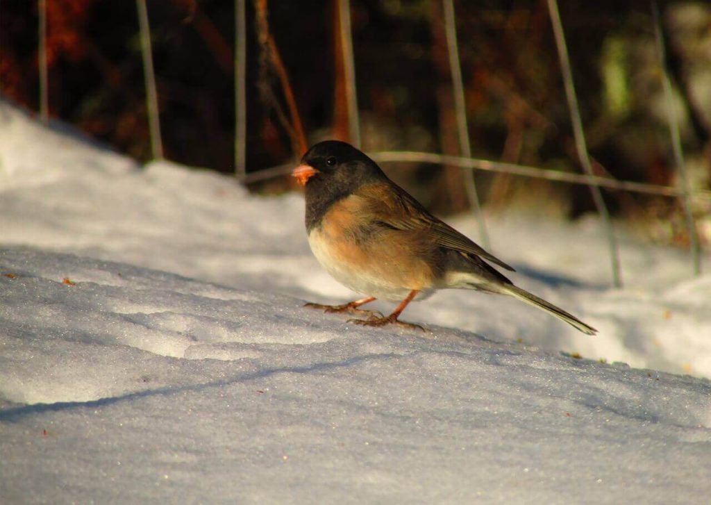 Dark-Eyed Junco Fun Facts: Discover This Charming Bird!