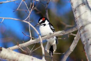 53 Most Common Birds in Ontario, Canada: The Ultimate Guide!