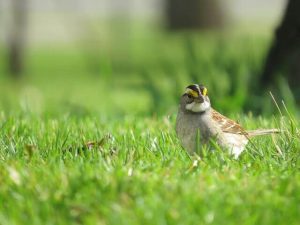 53 Most Common Birds in Ontario, Canada: The Ultimate Guide!