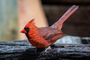 58 Most Common Birds in Kentucky: The Ultimate Guide!