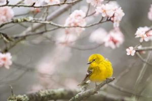 49 Most Common Birds in Saskatchewan: The Ultimate Guide!