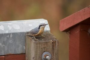 53 Most Common Birds in Ontario, Canada: The Ultimate Guide!