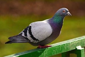 49 Most Common Birds in Saskatchewan: The Ultimate Guide!