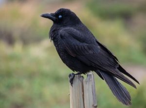 53 Most Common Birds in Ontario, Canada: The Ultimate Guide!