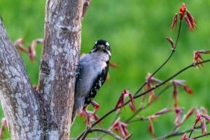 58 Most Common Birds in Kentucky: The Ultimate Guide!