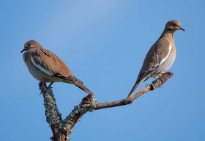 66 Most Common Birds in Texas: A Birdwatcher’s Guide!