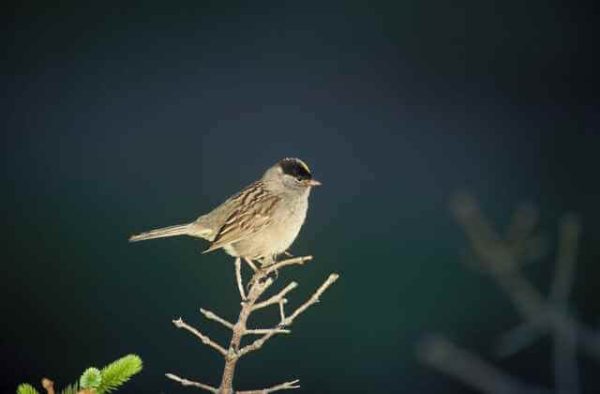 56 Most Common Birds in Oregon: The Ultimate Guide!