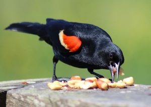 63 Most Common Birds in Nevada: The Ultimate Guide!