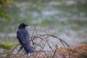 45 Most Common Birds in Alberta: The Ultimate Guide!