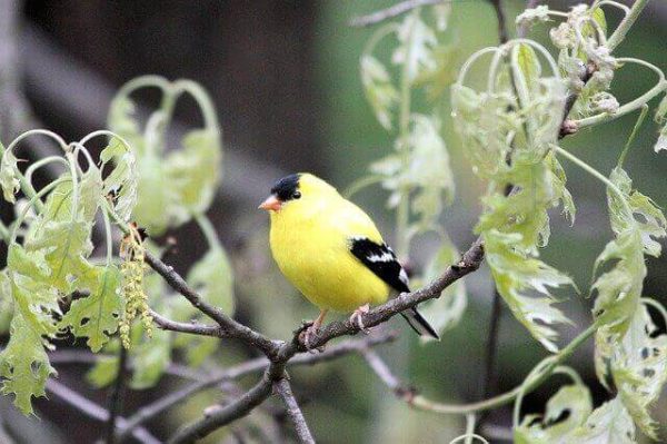 63 Most Common Birds in Indiana: The Ultimate Guide!