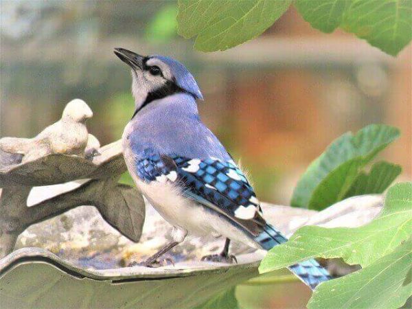 58 Most Common Birds in Wisconsin: The Ultimate Guide!