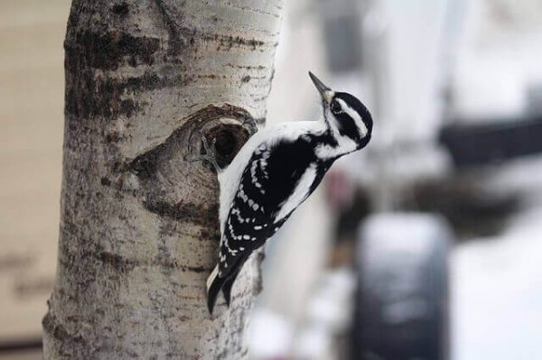58 Most Common Birds in Wisconsin: The Ultimate Guide!
