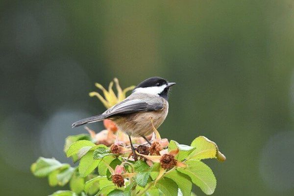 56 Most Common Birds in Oregon: The Ultimate Guide!