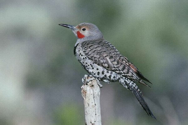 62 Most Common Birds in Quebec and Where to Find Them!