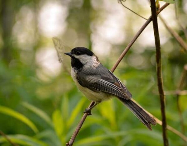 63 Most Common Birds in Indiana: The Ultimate Guide!