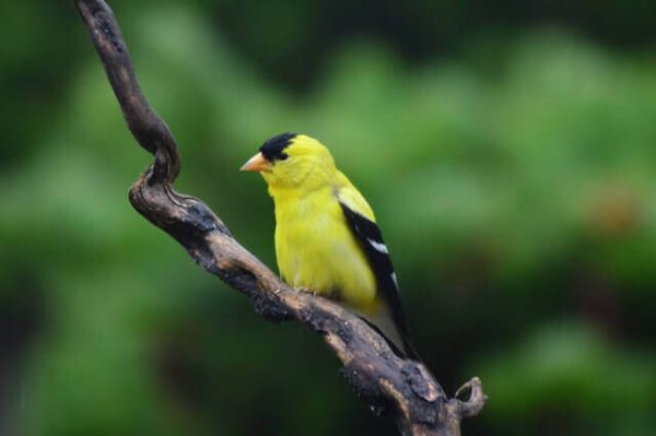 58 Most Common Birds in Wisconsin: The Ultimate Guide!