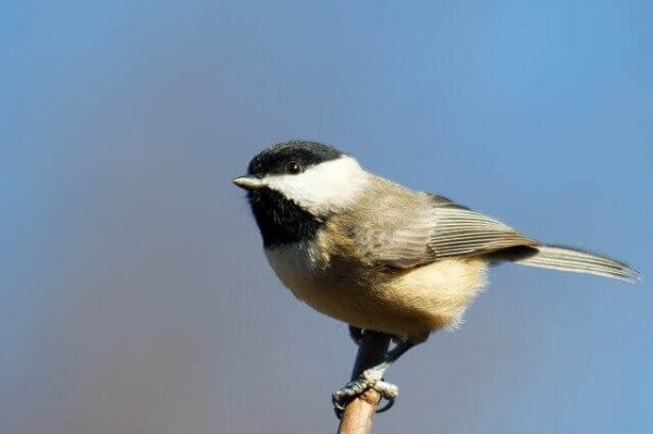58 Most Common Birds in Wisconsin: The Ultimate Guide!