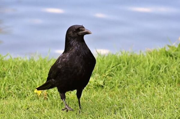 45 Most Common Birds in Alberta: The Ultimate Guide!