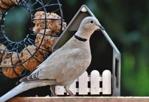 63 Most Common Birds in Nevada: The Ultimate Guide!