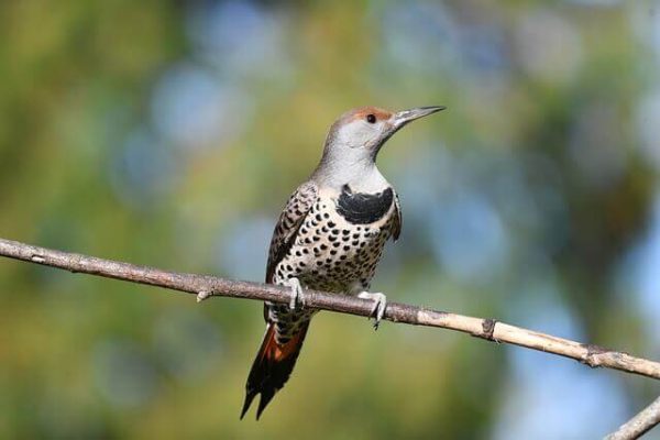 45 Most Common Birds in Alberta: The Ultimate Guide!