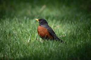 63 Most Common Birds in Nevada: The Ultimate Guide!