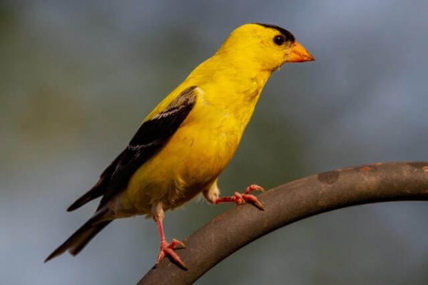 56 Most Common Birds in Oregon: The Ultimate Guide!
