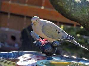 56 Most Common Birds in Oregon: The Ultimate Guide!