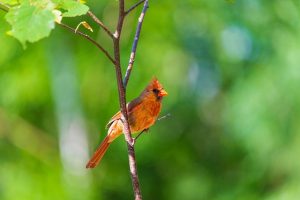 63 Most Common Birds in Indiana: The Ultimate Guide!