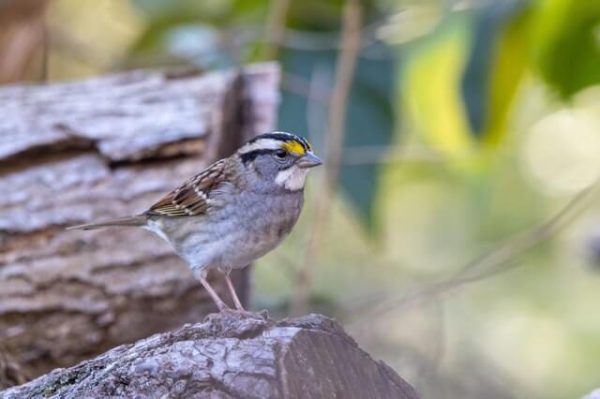 62 Most Common Birds in Quebec and Where to Find Them!