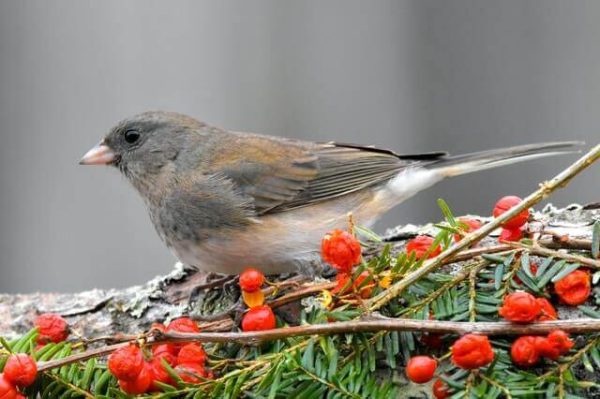 56 Most Common Birds in Oregon: The Ultimate Guide!