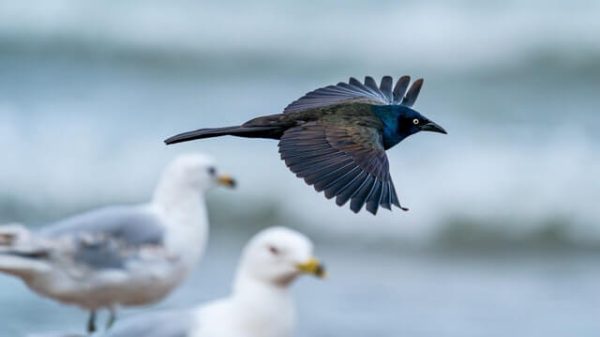 62 Most Common Birds in Quebec and Where to Find Them!