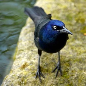 63 Most Common Birds in Nevada: The Ultimate Guide!