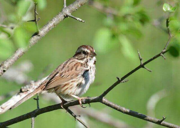 63 Most Common Birds in Indiana: The Ultimate Guide!