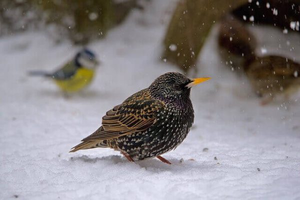 62 Most Common Birds in Quebec and Where to Find Them!