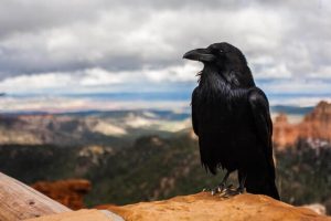 63 Most Common Birds in Nevada: The Ultimate Guide!