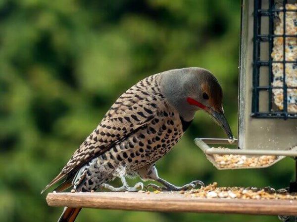 56 Most Common Birds in Oregon: The Ultimate Guide!
