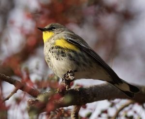45 Most Common Birds in Alberta: The Ultimate Guide!