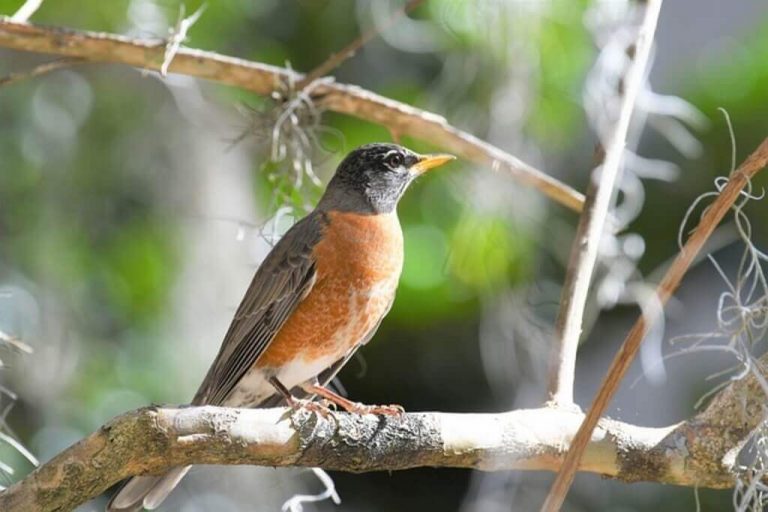 9 Birds That Look Like Robins But Aren't (Photos, & Info) | Learn Bird ...