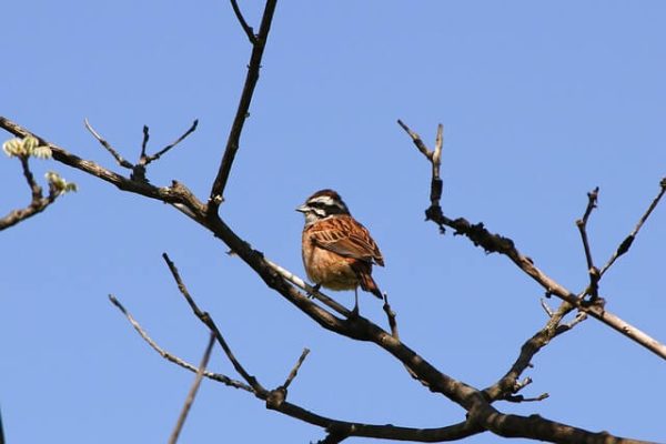 35 Most Common Birds in Alaska: The Ultimate Guide!