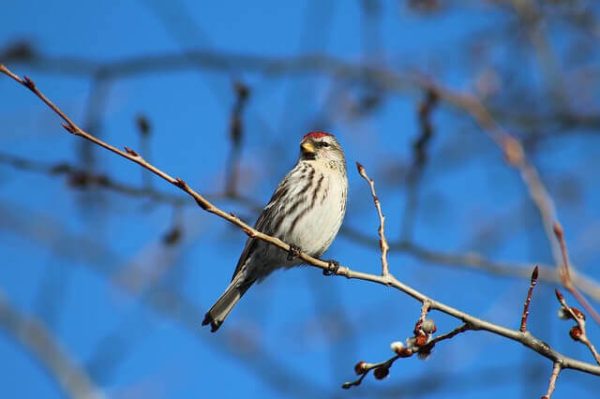 35 Most Common Birds in Alaska: The Ultimate Guide!