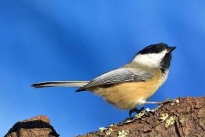 35 Most Common Birds in Alaska: The Ultimate Guide!