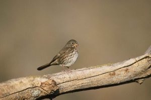 35 Most Common Birds in Alaska: The Ultimate Guide!